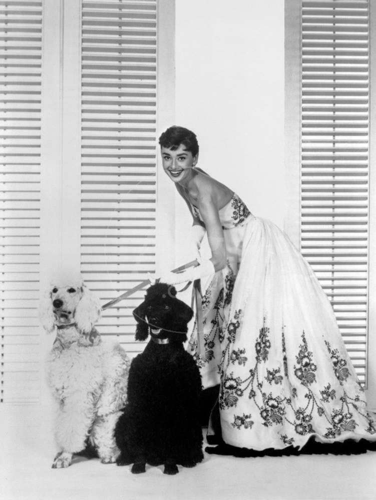 Audrey Hepburn and Dogs, Unframed Photo Wall Art by Movie Star News ...