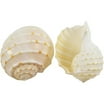 Chank Shell Divine Conch Shell 8-9" Large Decorative Seashell - Walmart.com