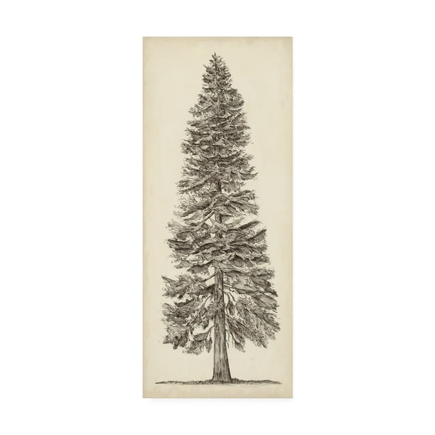 Trademark Fine Art 'Pacific Northwest Tree Sketch I' Canvas Art by ...