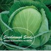 All Seasons Cabbage Seeds 1 g ~300 Seeds - Heirloom, Non-GMO Vegetable ...