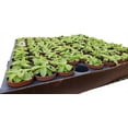 Carnivorous Butterwort Plant - Pinguicula primuliflora - 2" Pot ...