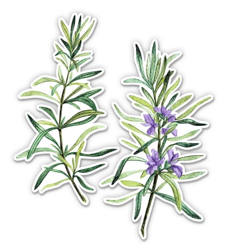 Rosemary Herbs - 5" Vinyl Sticker - For Car Laptop I-Pad - Waterproof ...
