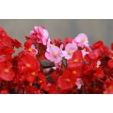 25 WAX MIXED BEGONIA Semperflorens Fibrous Mixed Colors Red Pink White ...