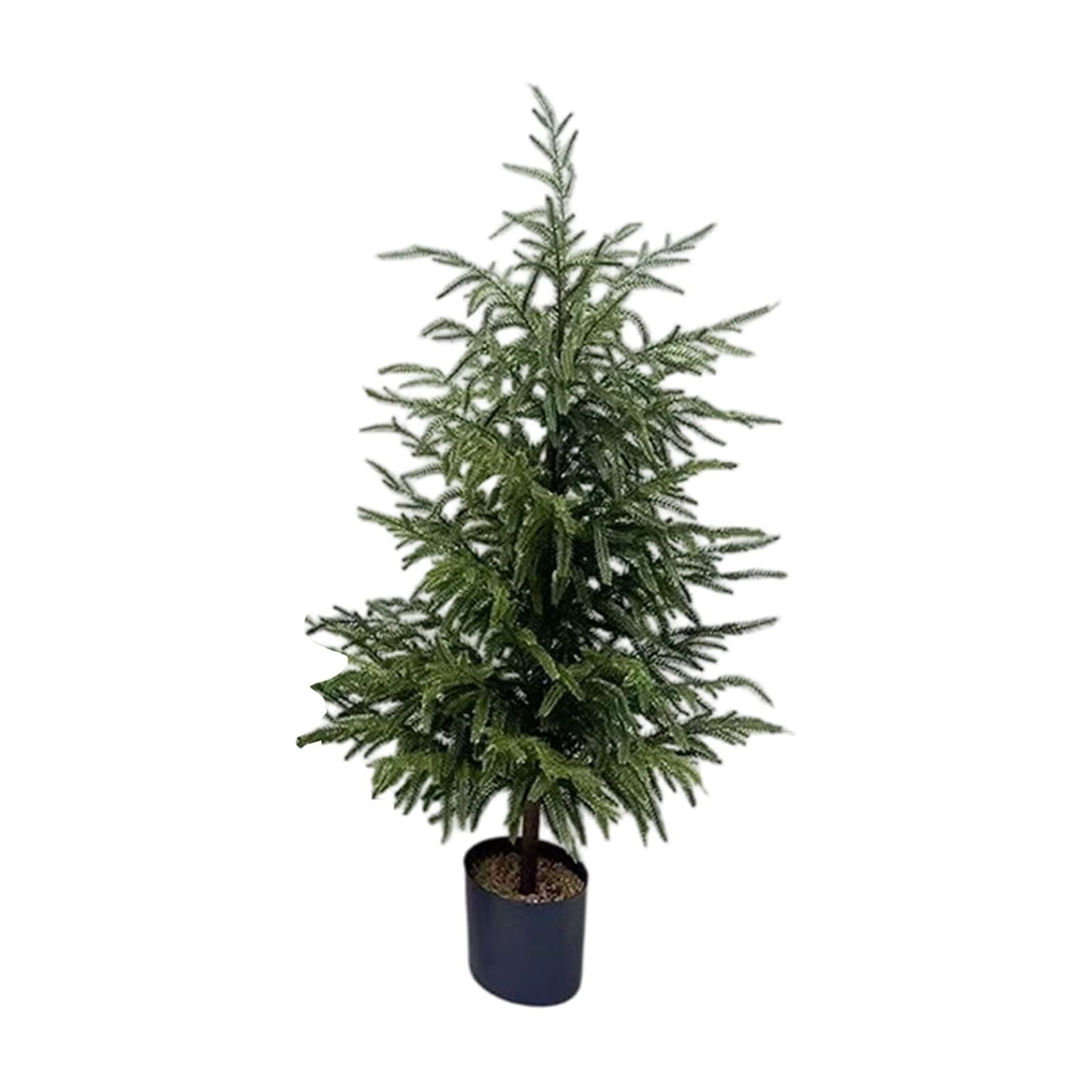 Click here for Wivi Live Potted Norfolk Island Pine Indoor Outdoo... prices