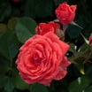 Sunsprite Floribunda Rose by Heirloom Roses - Live Yellow Rose Plant ...