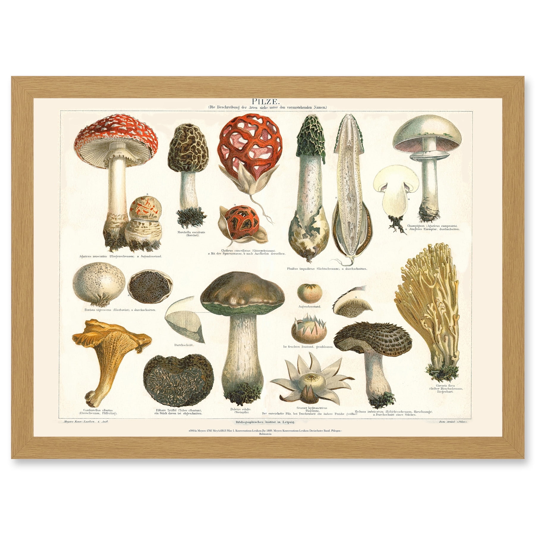 Meyers Fungus Mushrooms Toadstools Collection Artwork Framed Wall Art