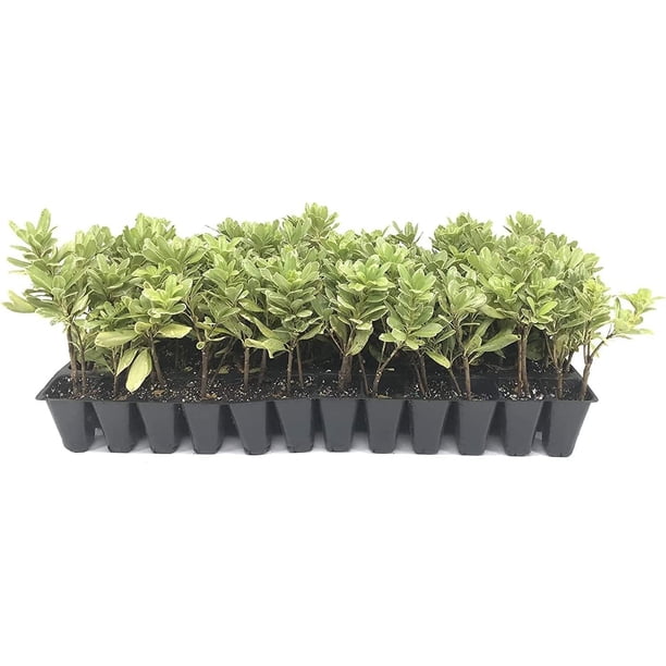 Variegated Pittosporum 40 Live Plants Pittosporum Tobria Variegatum ...