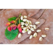 5 Butternut Tree Seeds for Planting - Amazing and Exotic Fruit Tree ...