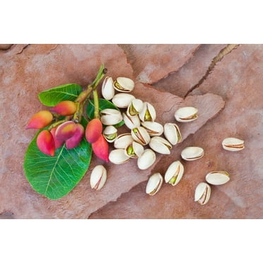 5 Butternut Tree Seeds for Planting - Amazing and Exotic Fruit Tree ...