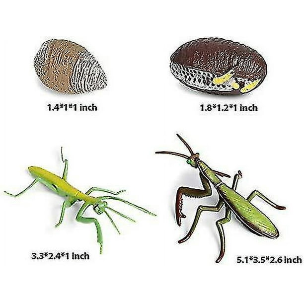 Anatomía De La Mantis Religiosa