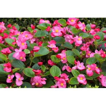 25 WAX MIXED BEGONIA Semperflorens Fibrous Mixed Colors Red Pink White ...