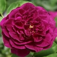 Ebb Tide‚Ñ¢ Floribunda Rose Bush - Heirloom Roses Purple Rose, Double ...
