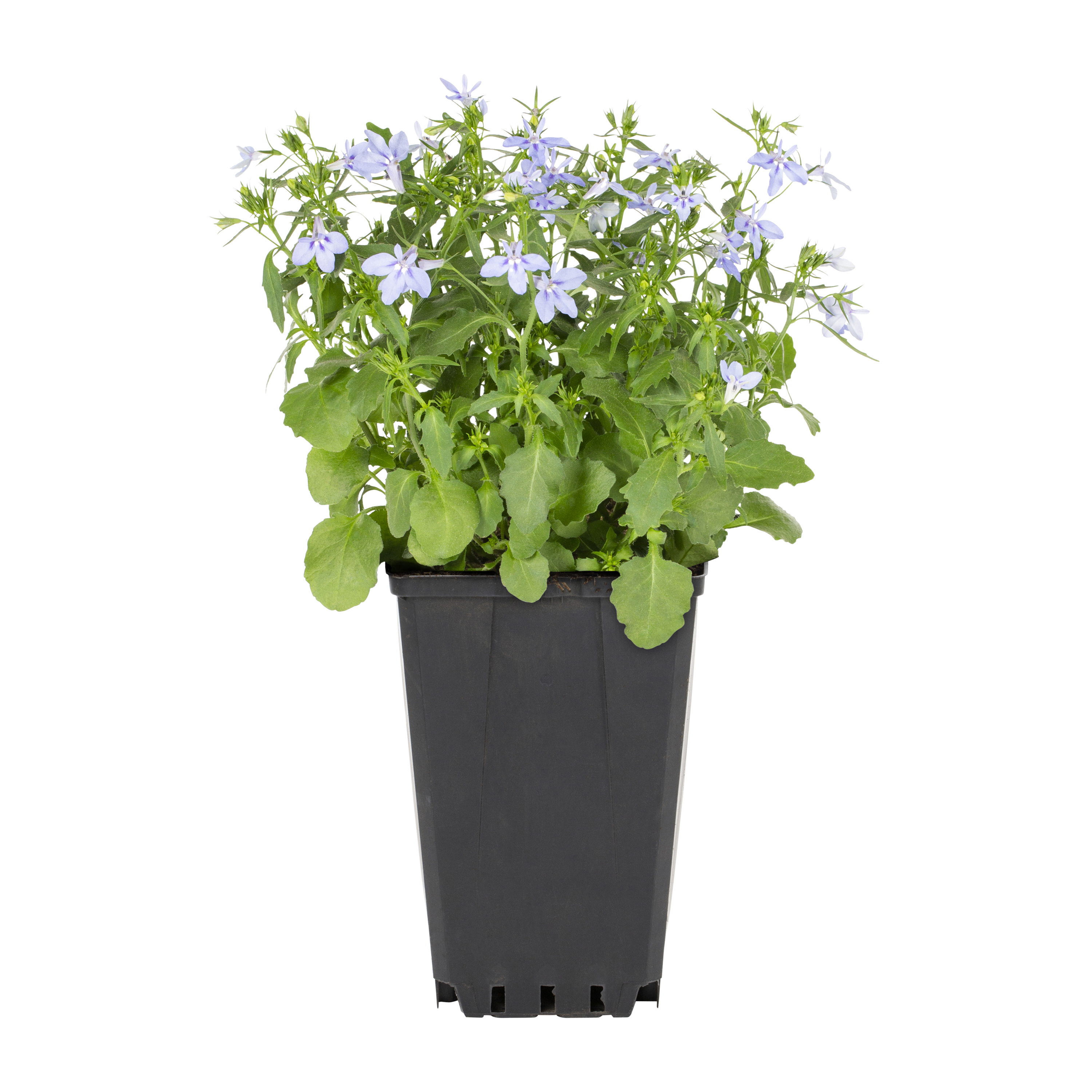 Better Homes & Gardens QT Multicolor Lobelia Live Plants with Grower ...