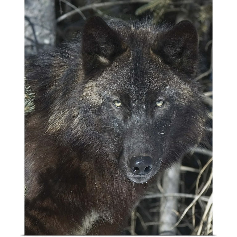 Black Timber Wolf