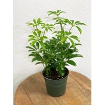 Indoor 6" Tradescantia Tortuga Green - Bolivian Turtle Vine, Low ...