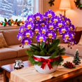 Giant Cymbidium For Planting Ideal for Gardening Deer Resistant ...