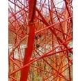 Live Garden Rich Red Flame Willow Trees - Fast Growth, Stunning Color ...