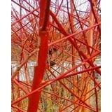 Red Flame Willow Trees - Burning Bush - Fast Growing and Stunning Color ...