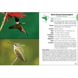 Bird Identification Guides: Birds of Texas Field Guide (Paperback ...