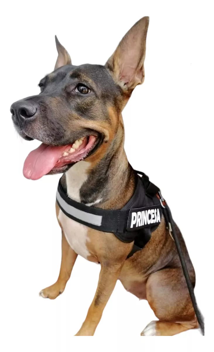 Arnes Para Perros Razas Grandes Personalizados Uso Rudo | Walmart en línea