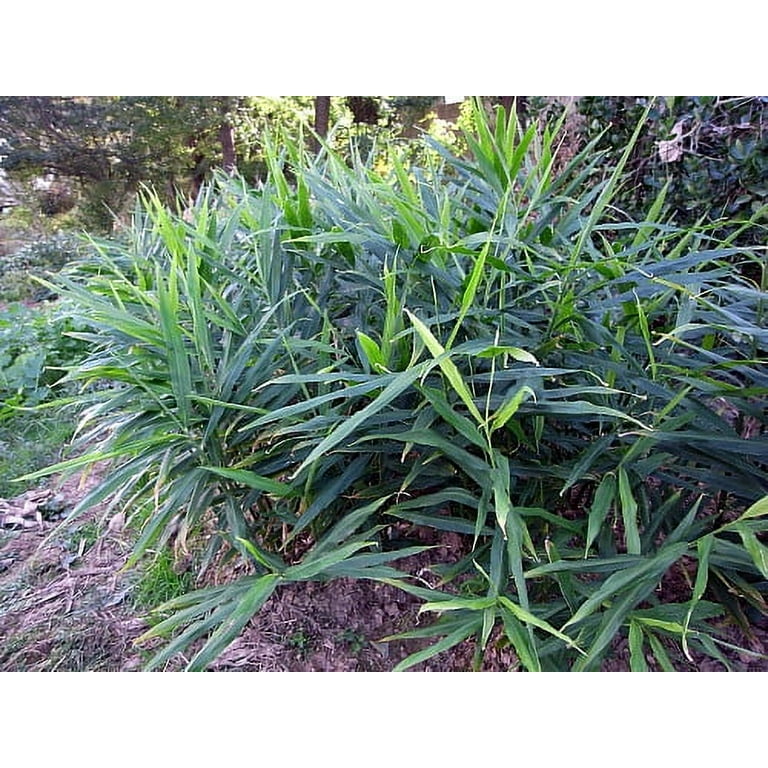 Edible Ginger Root Plant