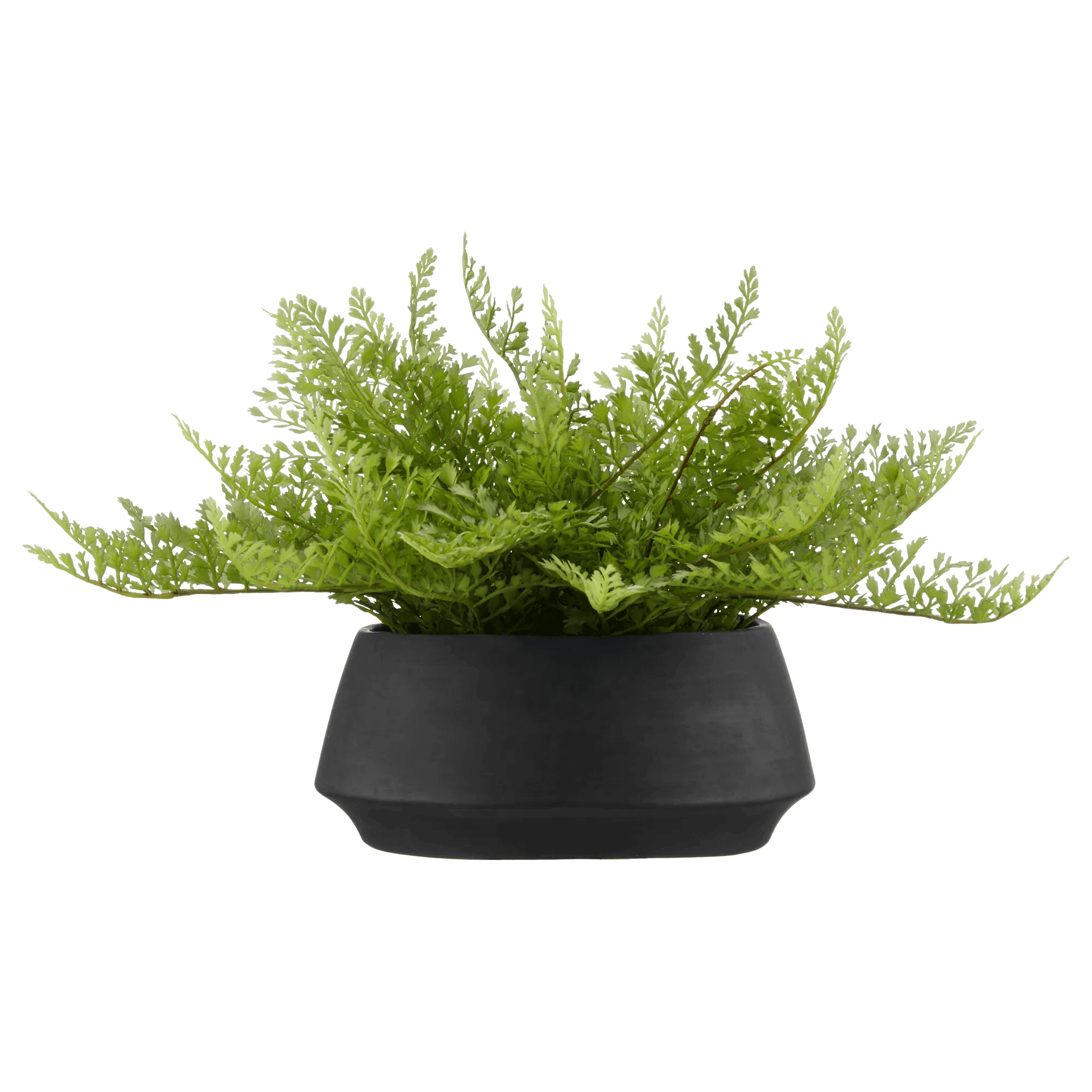 Click here for Bouclair Black Pot With Artificial Fern prices
