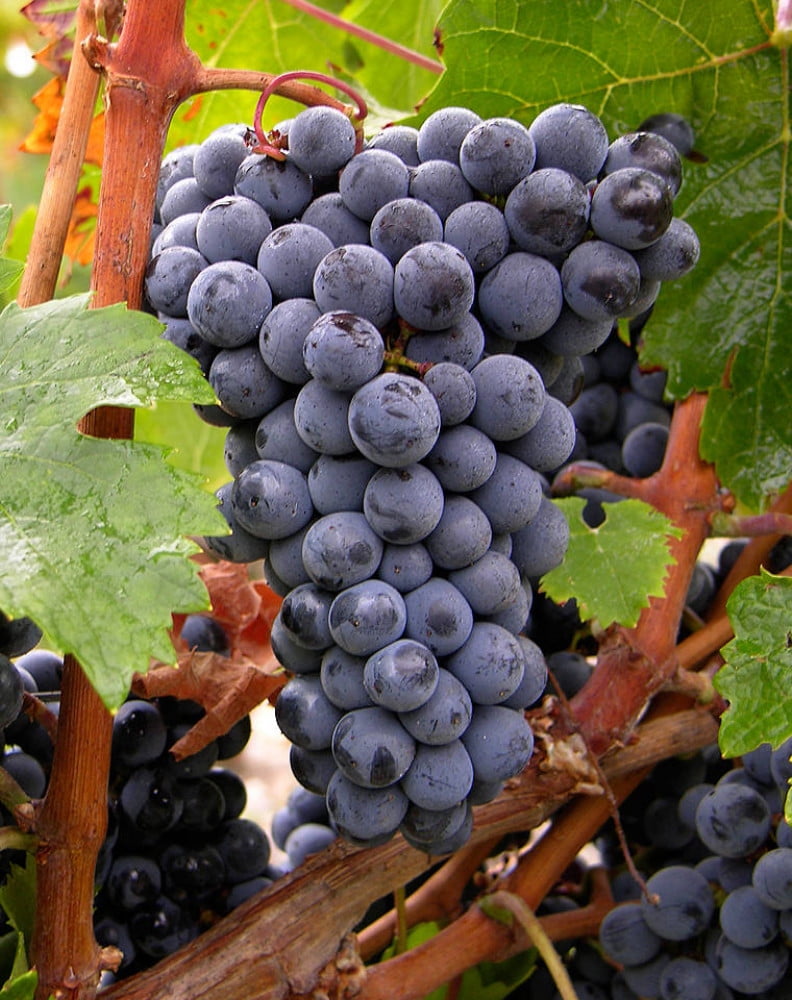 Amazing Pixie Cabernet Franc Grape Vine Plant -2.5" Pot- World's 1st ...