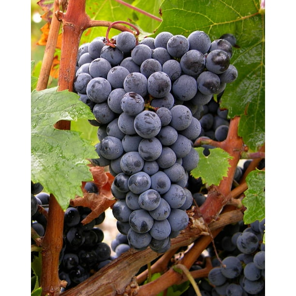 Amazing Pixie Cabernet Franc Grape Vine Plant -2.5" Pot- World's 1st ...