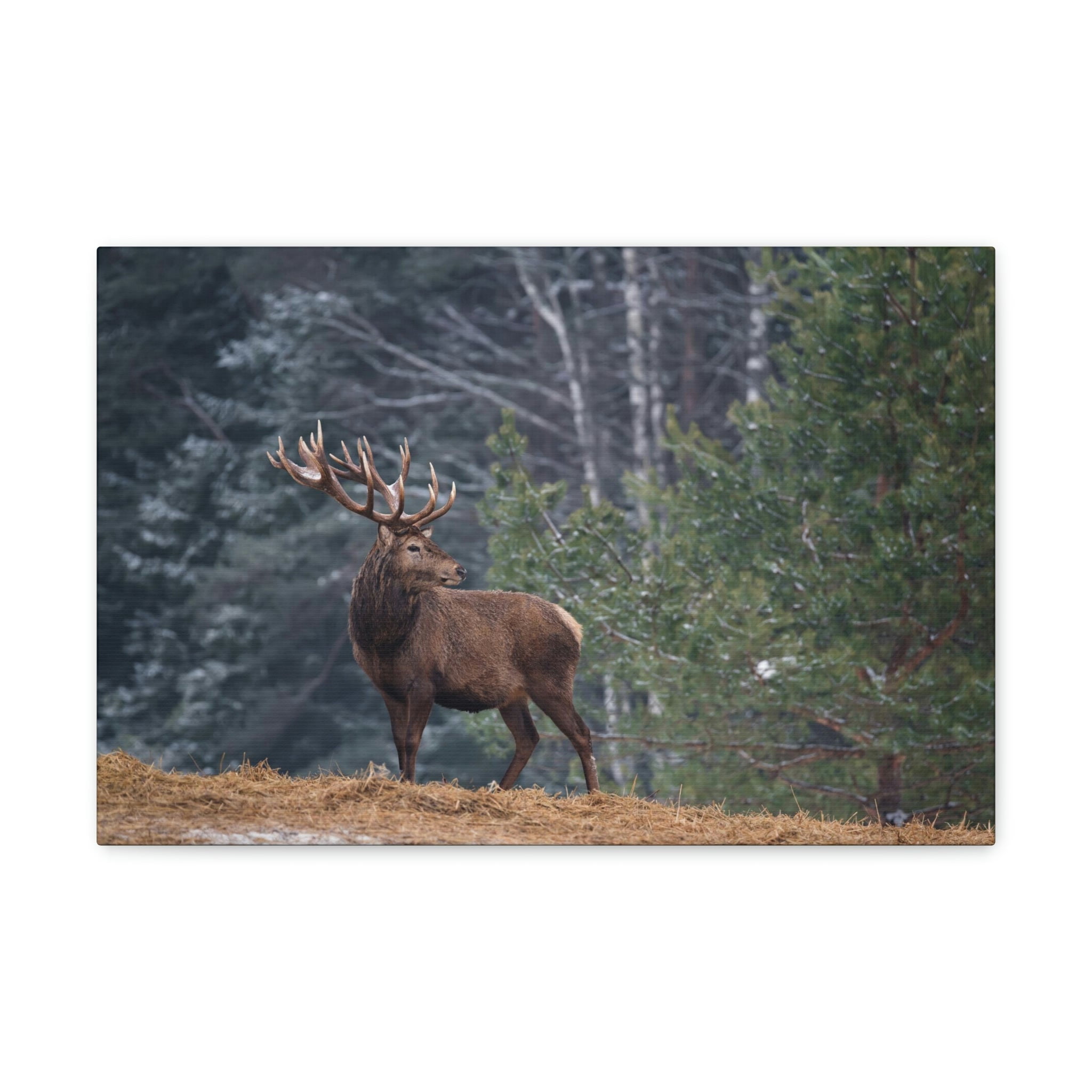Majestic Graet Adult Deer Print Animal Wall Art Wildlife Canvas Prints ...