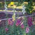 Burpee Fordhook Tall Mixed Colors Snapdragon Flower Seed, 1-Pack ...