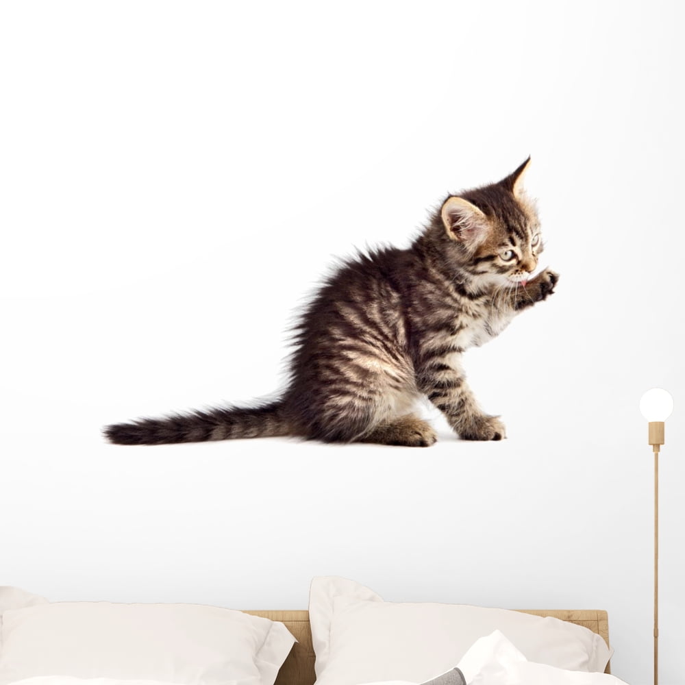 Adorable Cat Wall Decal by Wallmonkeys Peel and Stick Graphic (36 in W ...