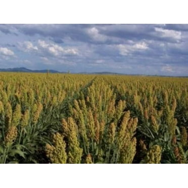 50 MENNONITE SORGHUM Sugar Cane Sorghum Bicolor Grain Vegetable Seeds ...