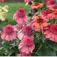 50 Rainbow Sherbert Coneflower Seeds Echinacea Perennial Flowers Flower ...