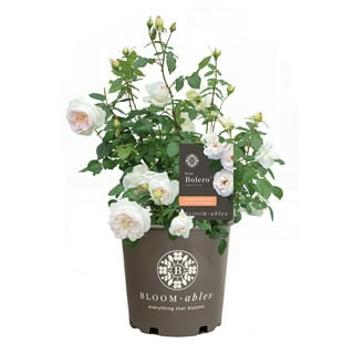 Heirloom Roses - Aimee Vibert Noisette Rose Plant - Live Plants For ...
