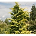 Crippsii Golden Hinoki Cypress - Live Plant - ( 1 QT ) - Evergreen ...