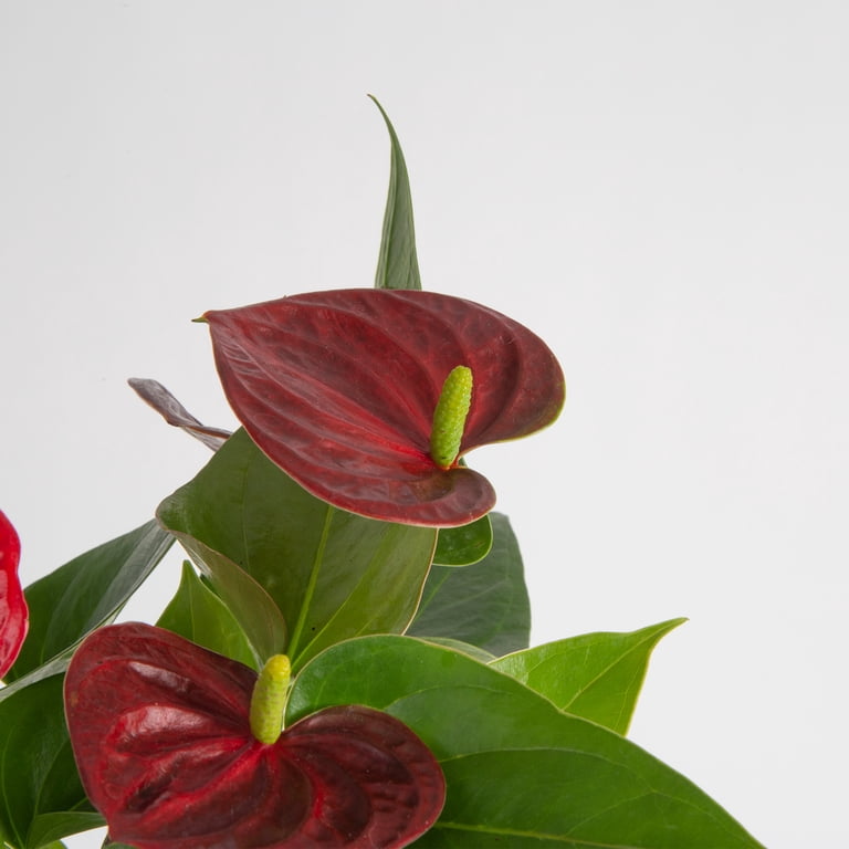 Red Anthurium Plant