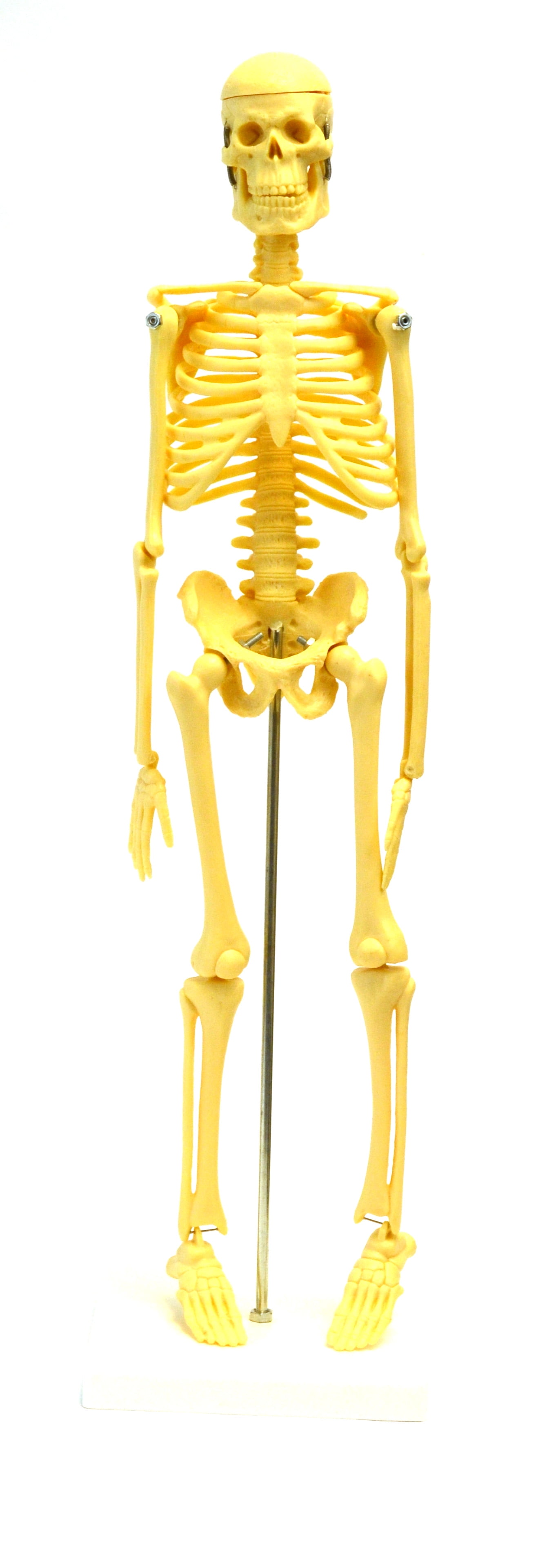Micro Skeleton, Small Scale Anatomical Model (16.5" Height) - Walmart.com