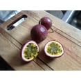 Red Rover Edible Passion Fruit Vine - Live Plant - Passiflora Edulis ...