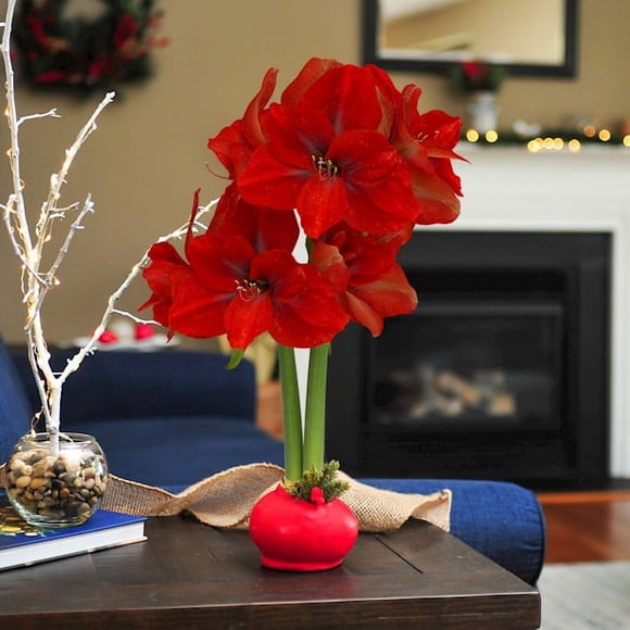 Waxed Amaryllis Bulbs