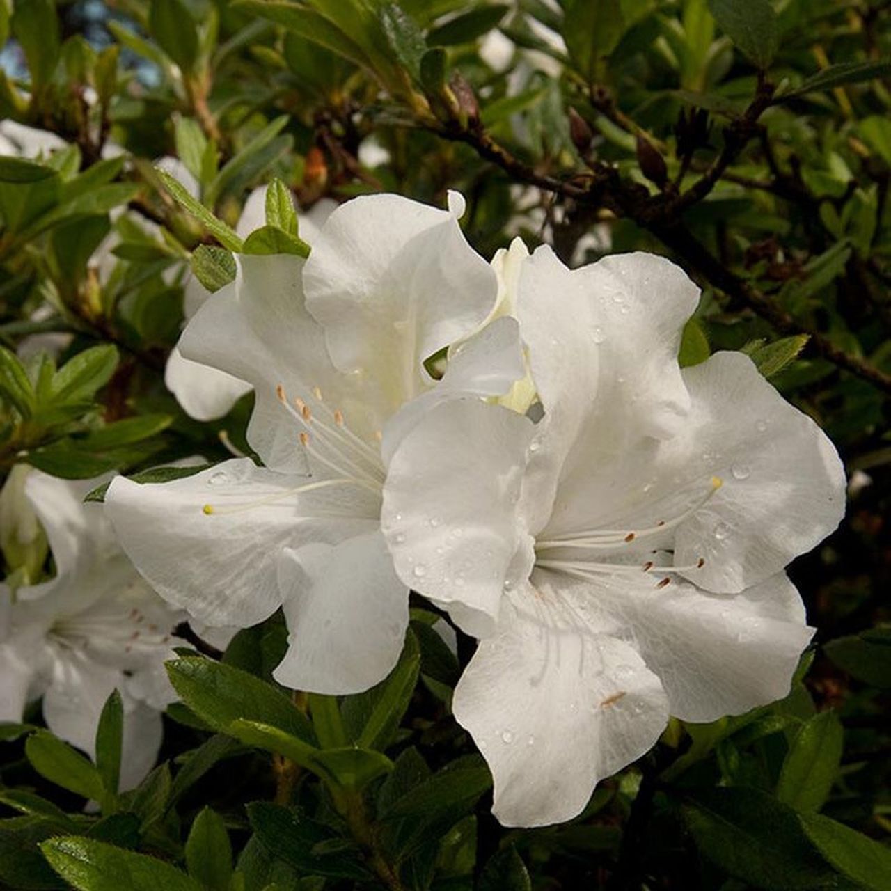Autumn Ivory Encore Azalea 3 Gallon Potted Flower Plant Pixies Gardens ...