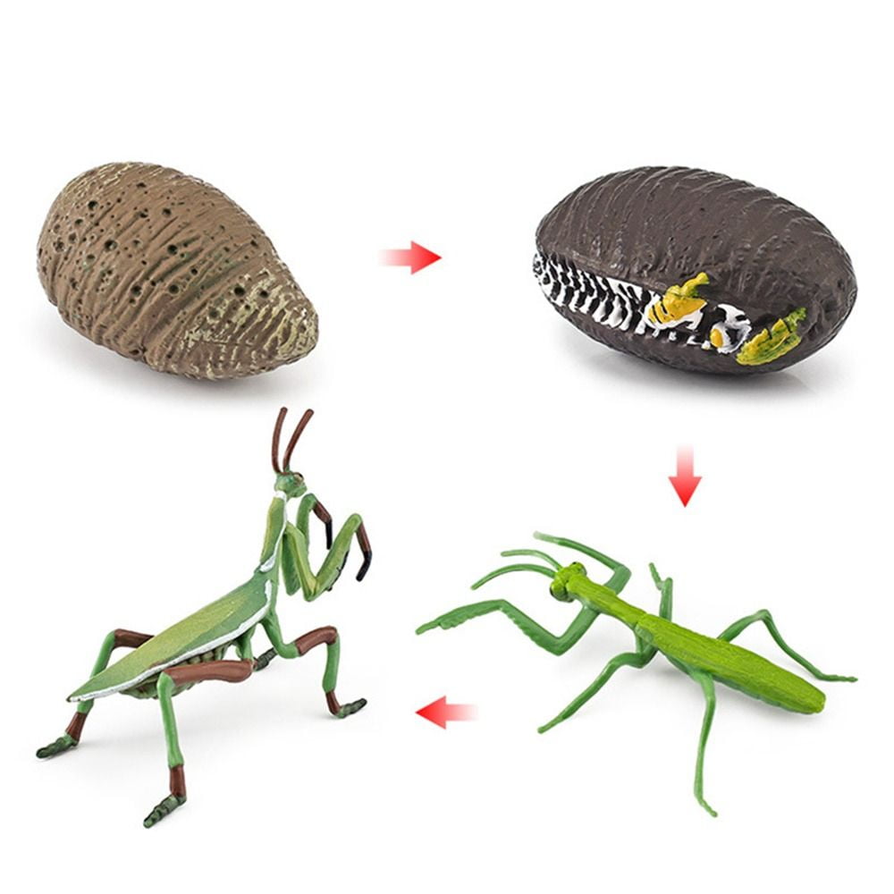 Decoration Crafts Figurines Biology Accessories Montessori Toy Insect ...