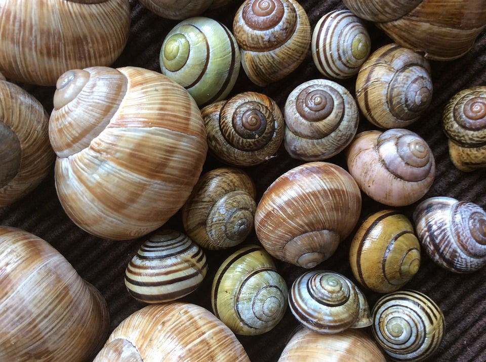 Snail Shells Nature Shell Snail Spiral 20 Inch By 30 Inch Laminated Poster With Bright Colors