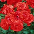 Blaze Improved Climbing Rose, Ready for Outdoor use, Includes one ...