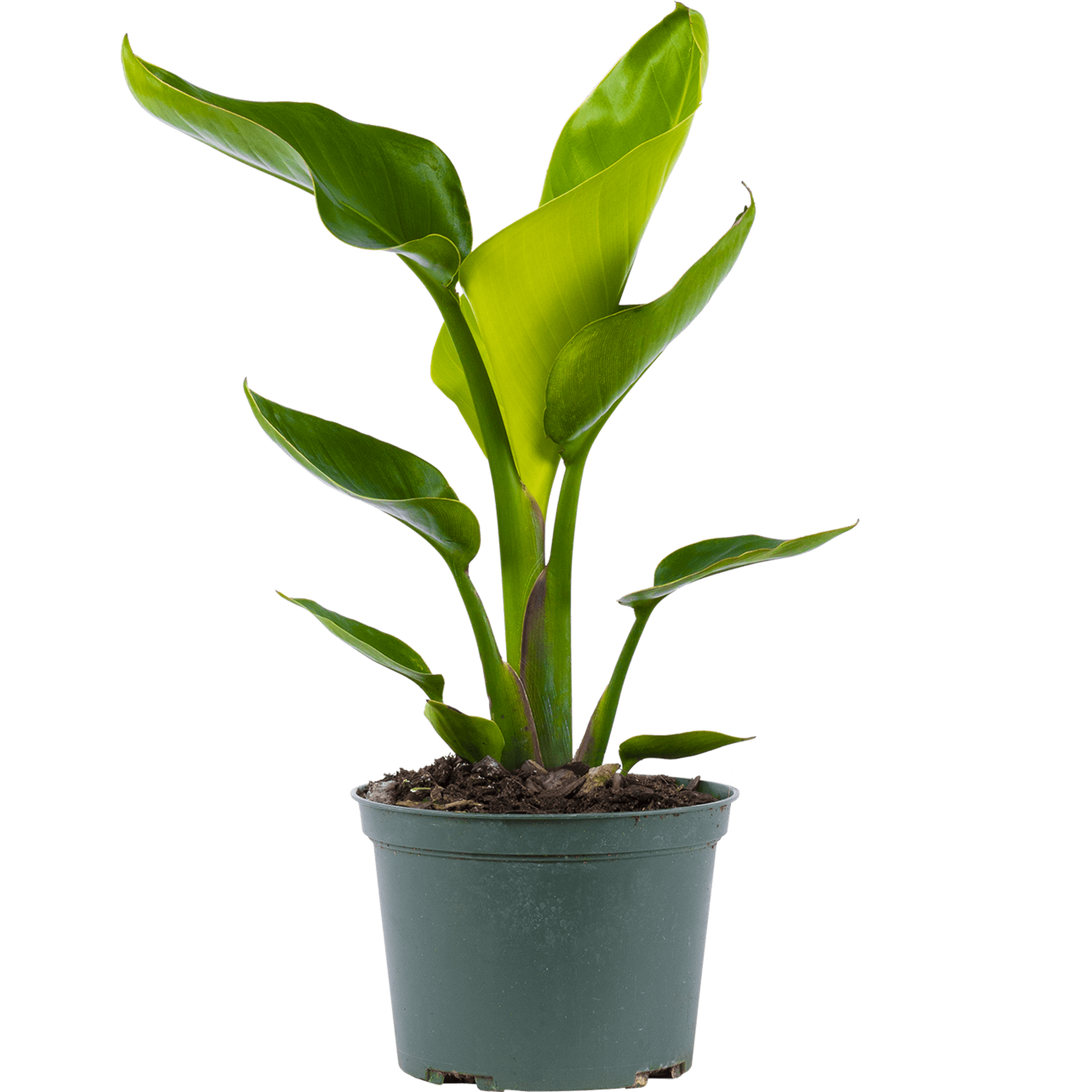 Click here for Plantsome Strelitzia Nicolai Bird Of Paradise (M)... prices