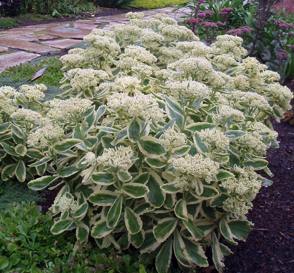Frosted Fire Sedum - Stonecrop - Loves the Sun - 3" Pot - Walmart.com