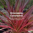 American Plant Exchange Dracaena Marginata Colorama Madagascar Dragon ...