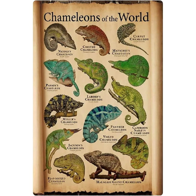 Types Of Chameleons