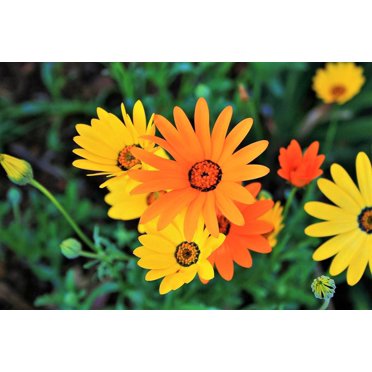 250 GOLDEN MARGUERITE DAISY Dyer's Yellow Chamomile Anthemis Tinctoria ...