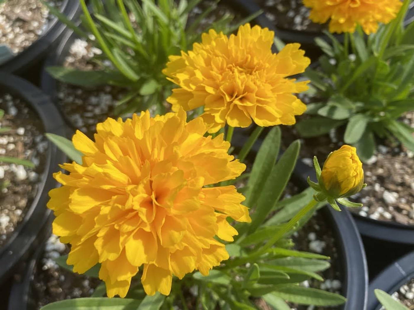 Solanna™ Golden Sphere Coreopsis Tickseed Perennial Plant - Quart Pot ...