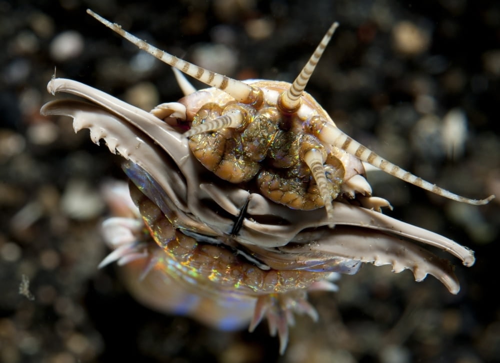 Facial view of the predatory Bobbit worm, taken in 6 meters of water in ...